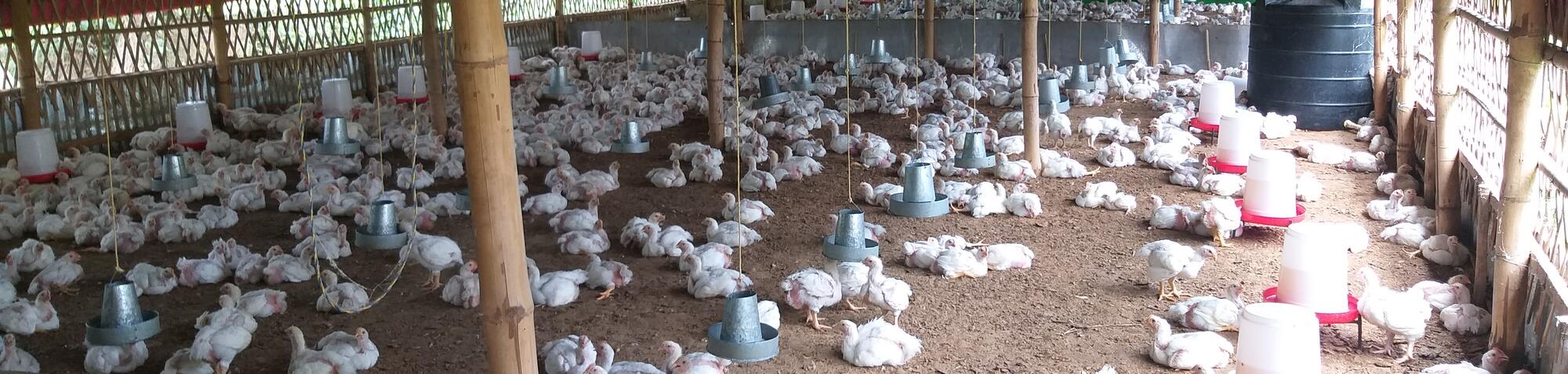 Livelihood Restoration | www.readsnetwork.org